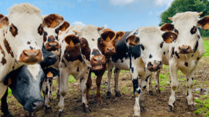 6 Must-See Farm Movies for Kids - Troomi — Digital Wellness